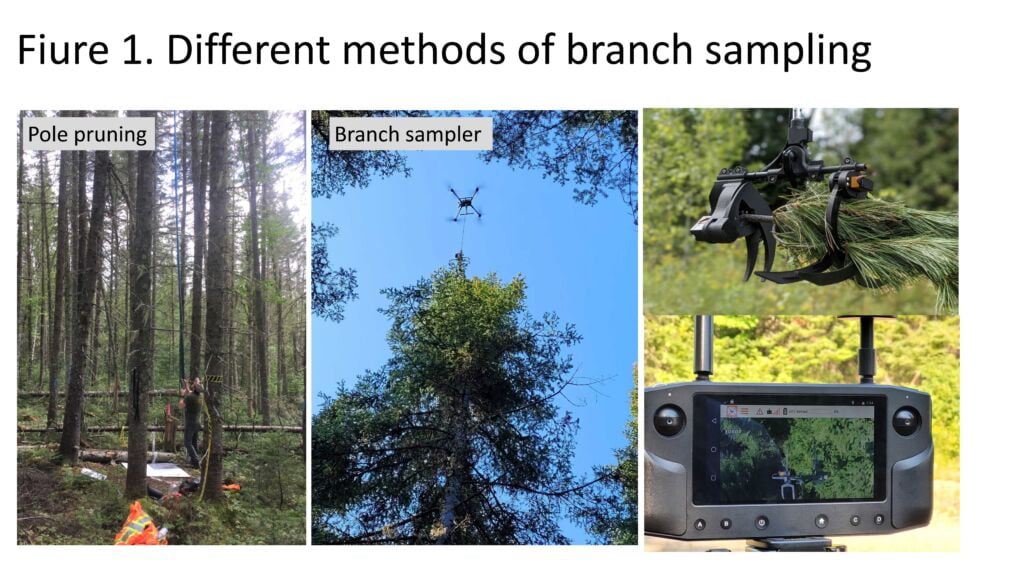 Sampling crowns to manage pests – can new enabled robotic technologies ...
